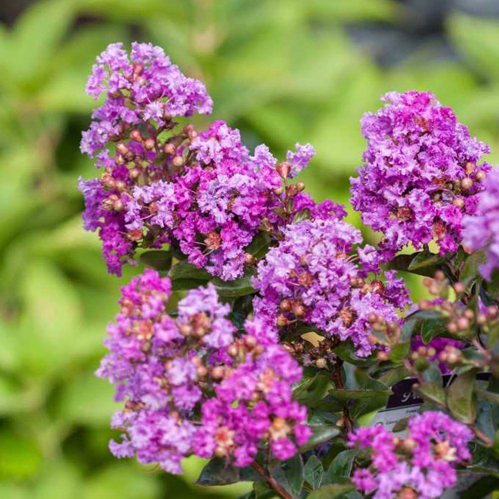 FIRST EDITIONS 1 Gal. Purple Magic Crape Myrtle Flowering Shrub with ...