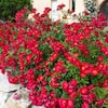 Drift 3 Gal. Red Drift Rose Bush with Red Flowers HD1814 - The Home Depot