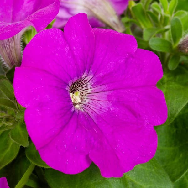 Pink Petunia Flower