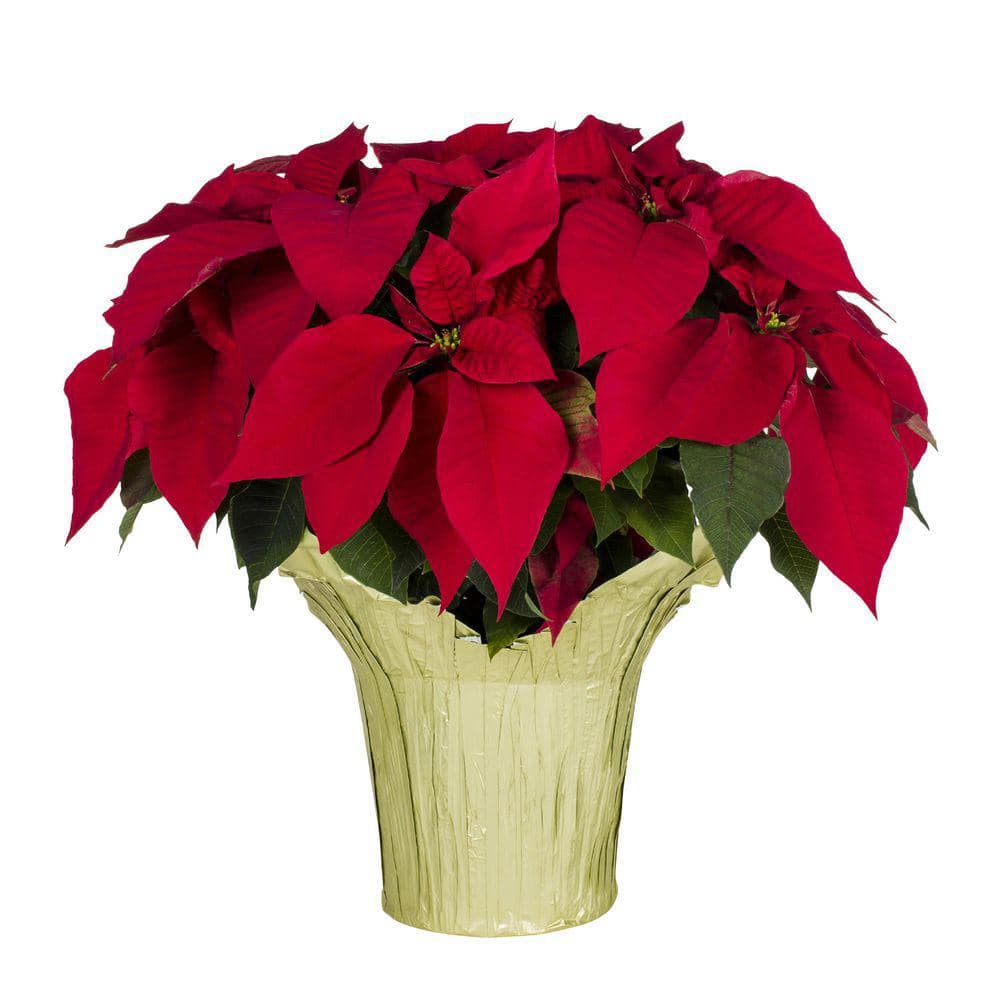 METROLINA GREENHOUSES 3.5 QT. 8 in. Live Christmas Poinsettia Red with ...
