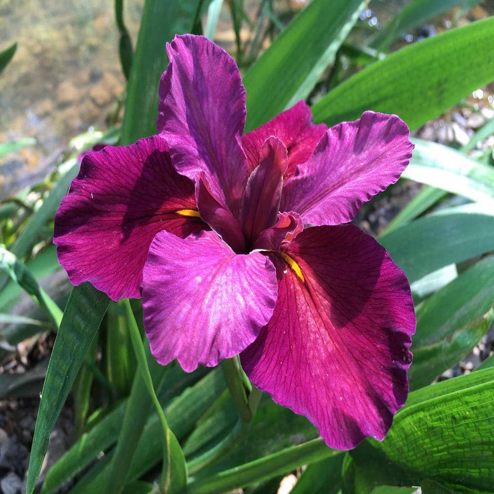 Reviews for GIVHANDYS INC Givhandys 4 in. Potted Red Iris Velvet Elvis ...