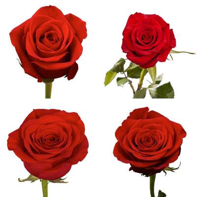 Globalrose Fresh Red Roses Best of The Best (125 Extra Long Stems ...