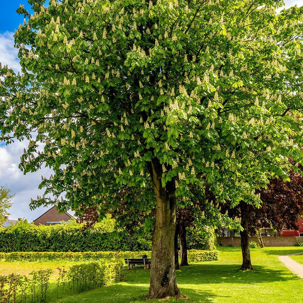 1 gal. American Hazelnut Deciduous Nut Tree HAZAME01G - The Home Depot