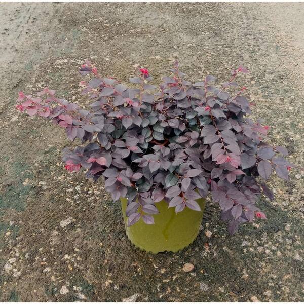 Loropetalum Ever Red
