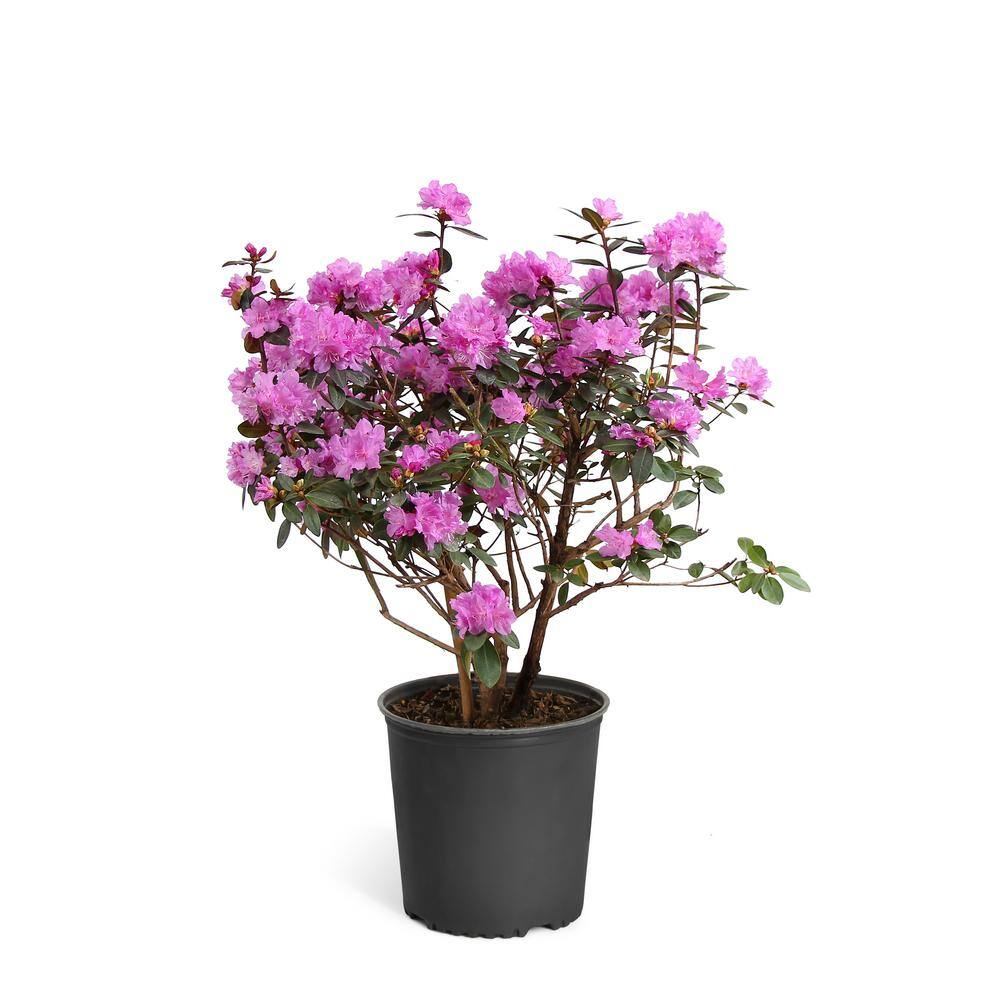 Brighter Blooms 3 Gal. Rhododendron Amy Cotta Shrub Plant with Purple ...