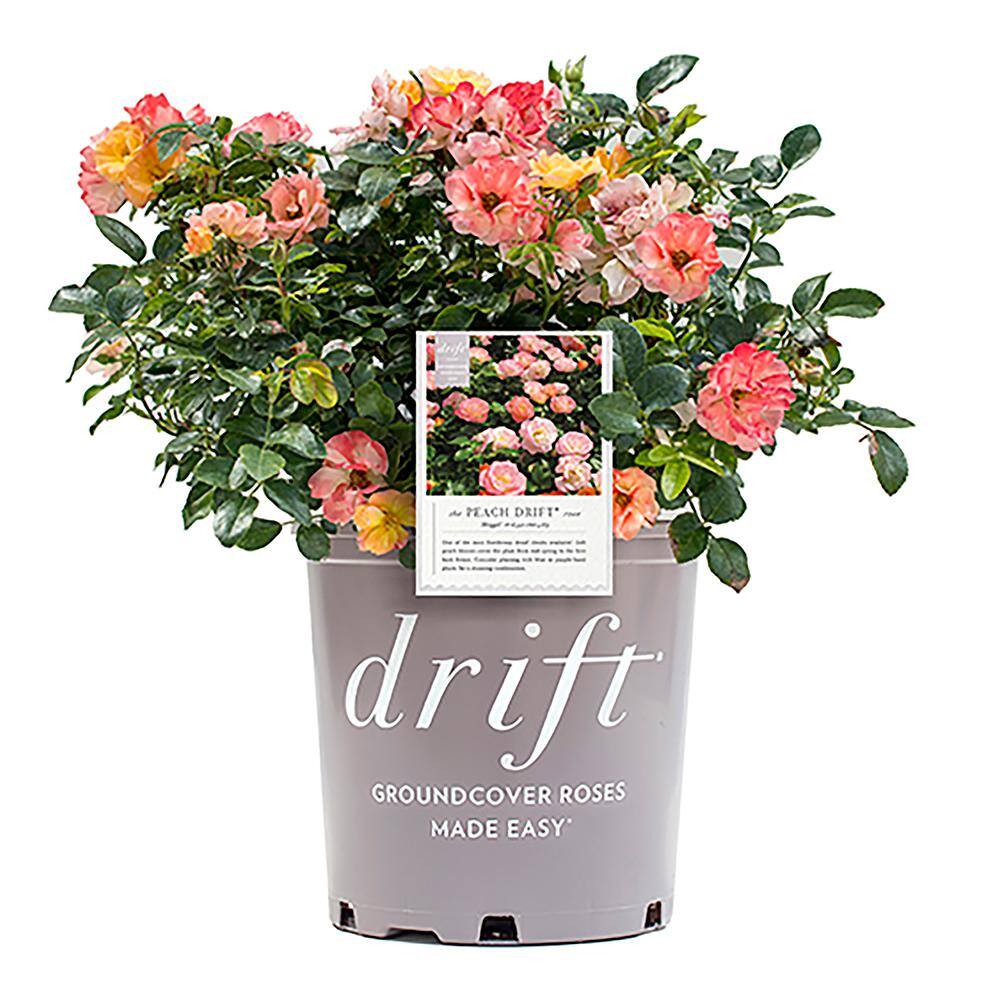 Drift 3 Gal. Peach Drift Live Rose Bush with Pink-Orange Flowers ...