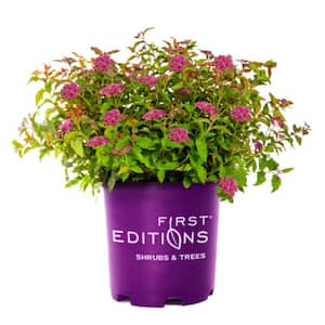 PROVEN WINNERS 2.0 Gal. Potentilla Happy Face Yellow (Potentilla f ...