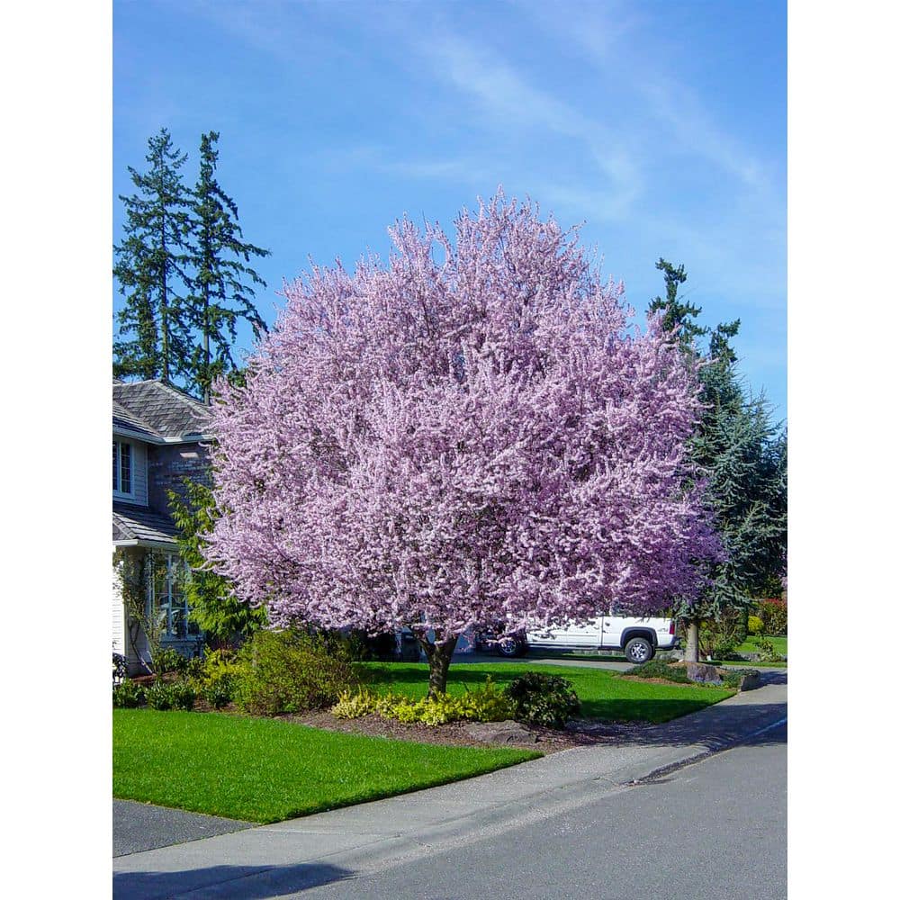 DIRECT GARDENING 3 Gal. Pot Krauter Vesuvius Pink Flowering Plum ...