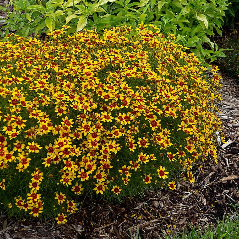 Spring Hill Nurseries 4 in. Pot, Sunfire Tickseed Coreopsis, Live ...