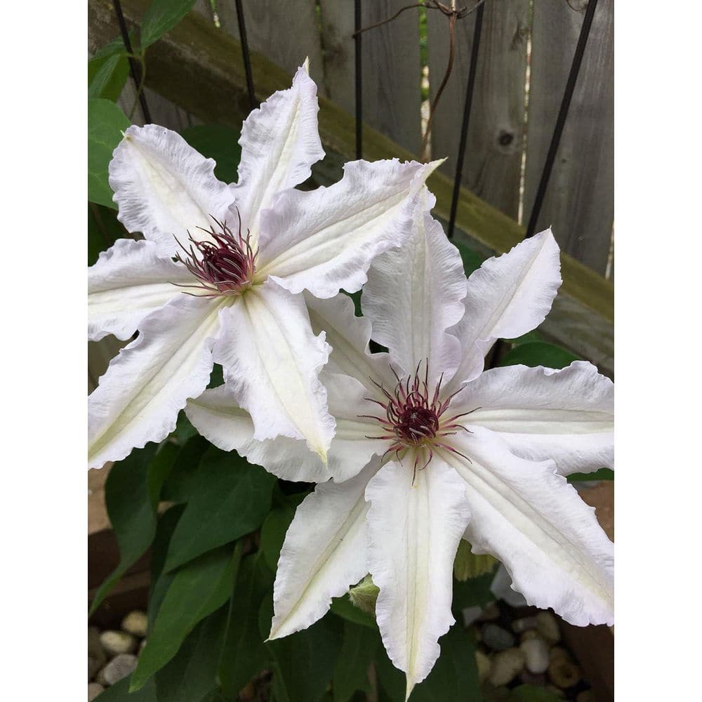 Wekiva Foliage Clematis Snow Queen-Live Plant in a 4 Inch Growers Pot ...