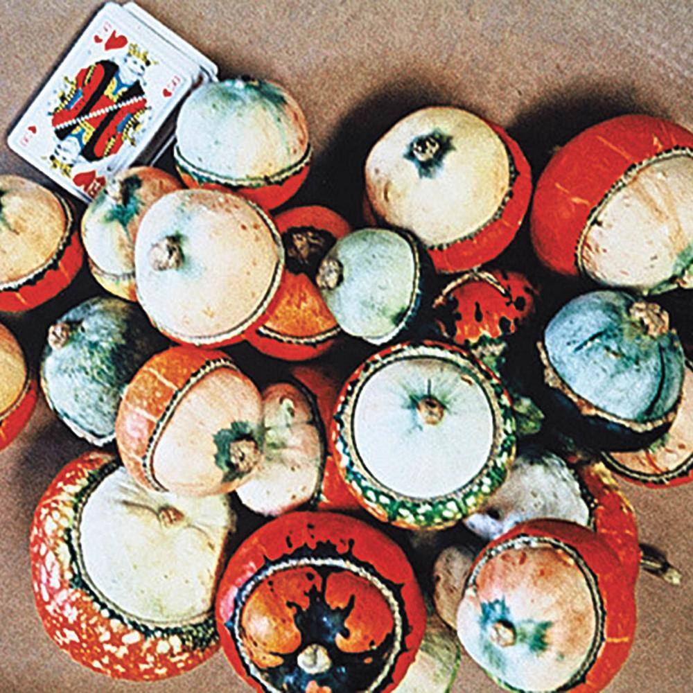 Gurney's Gourd Aladdin Seeds (20 Seed Packet) 61548 - The Home Depot