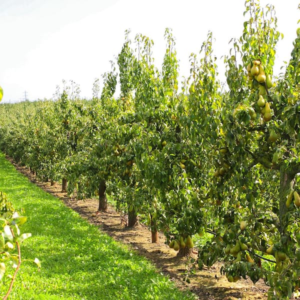 Garden Belle Pear Tree | Fasci Garden
