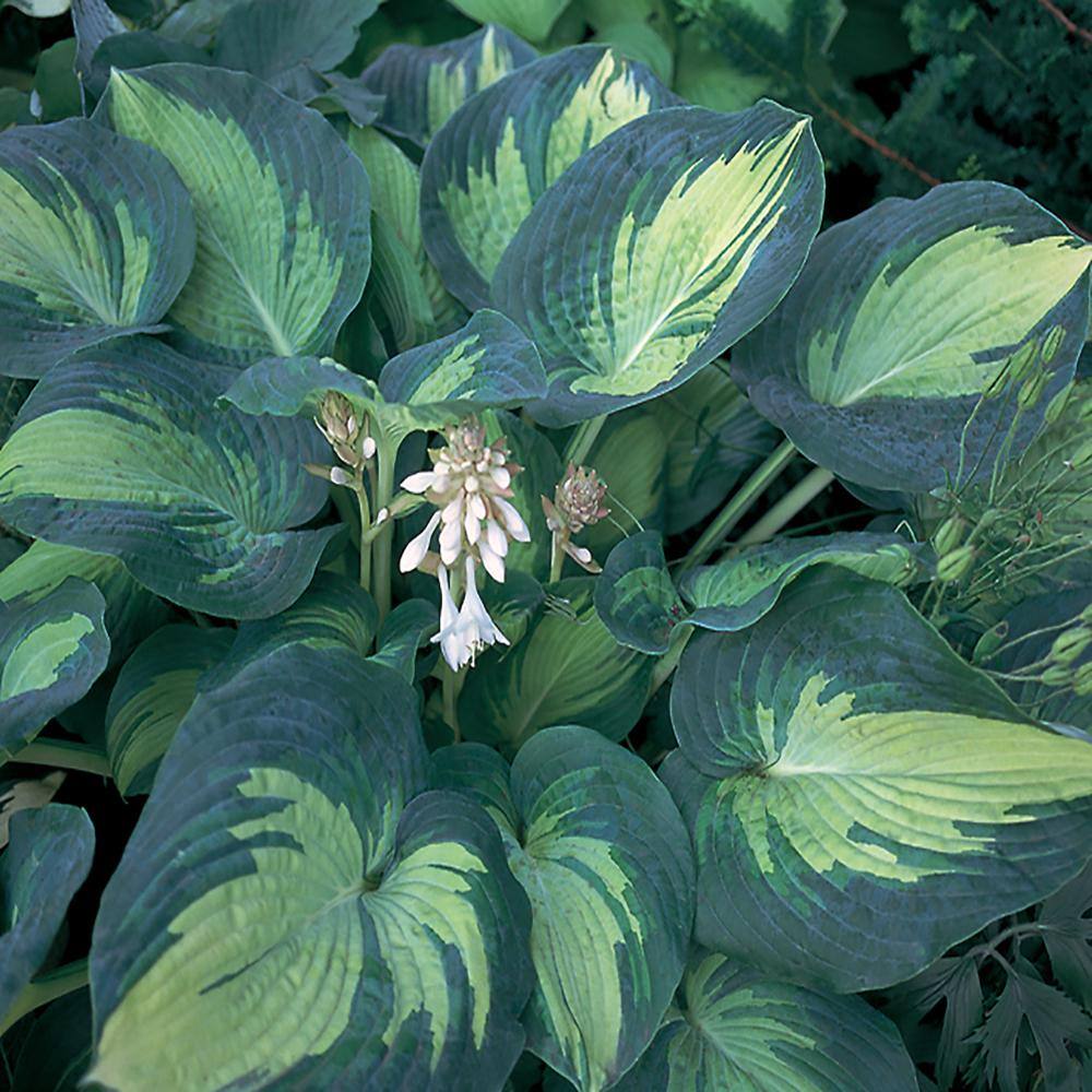 #1 Color Glory Blue Hosta Plant 6736 - The Home Depot