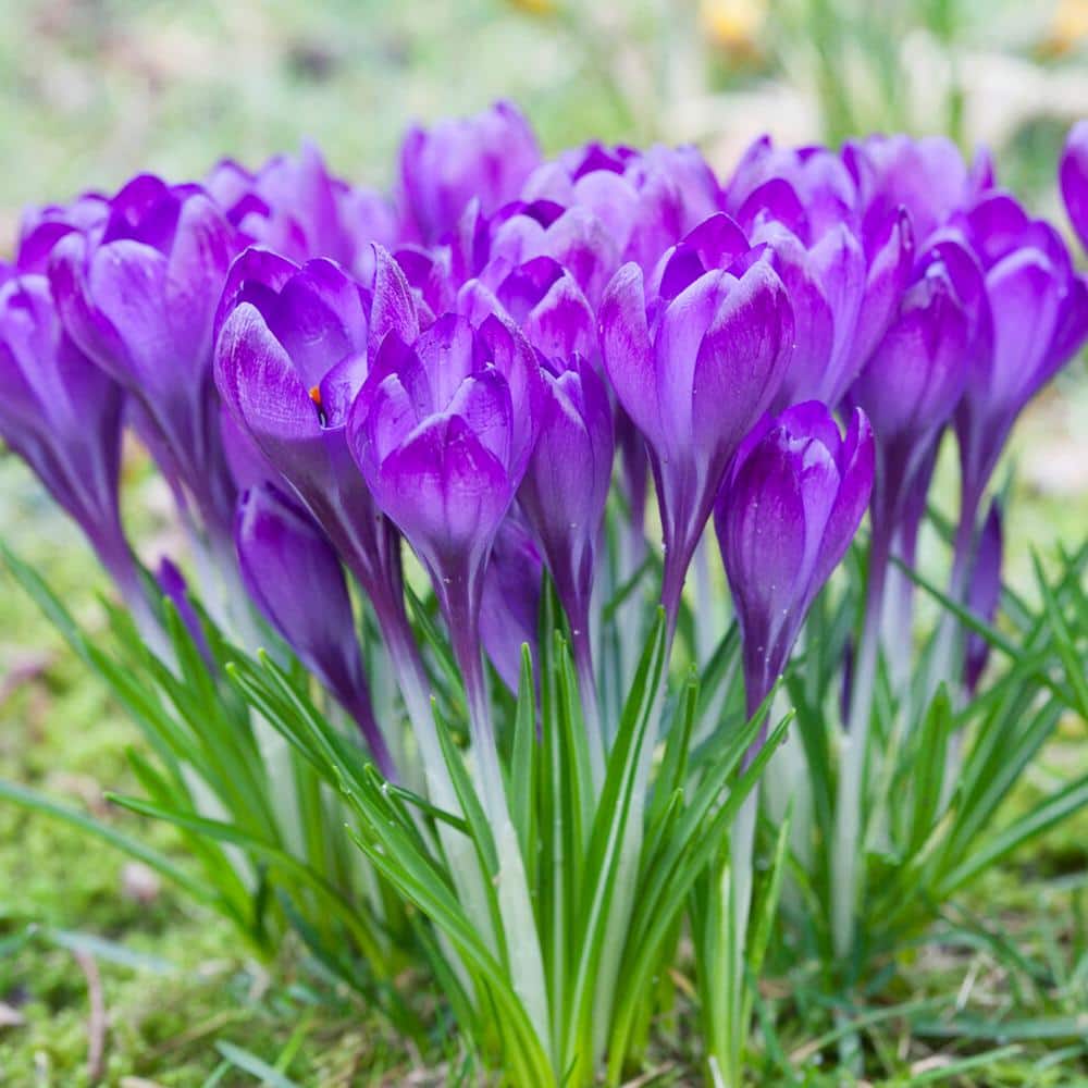 Vigoro 7/8 cm, Ruby Giant Snow Crocus Flower Bulbs, Purple (Bag of 50 ...
