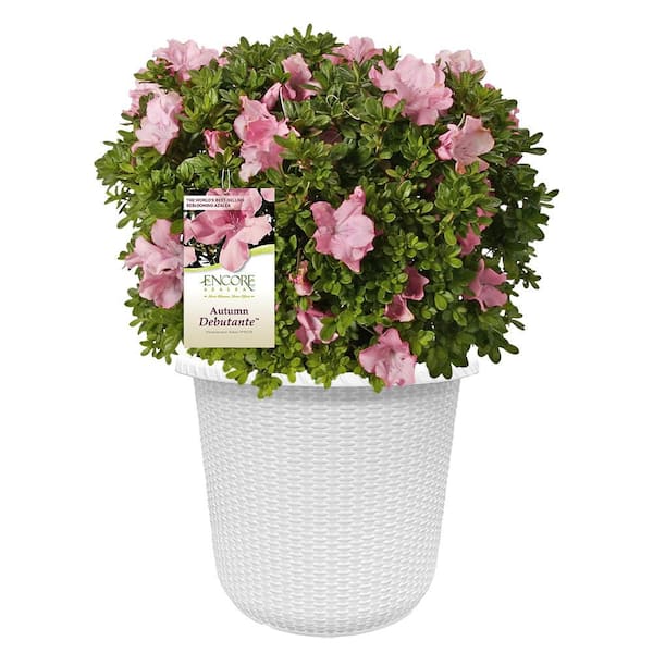 ENCORE AZALEA 2 Gal. Autumn Debutante Azalea Shrub with Large Delicate ...
