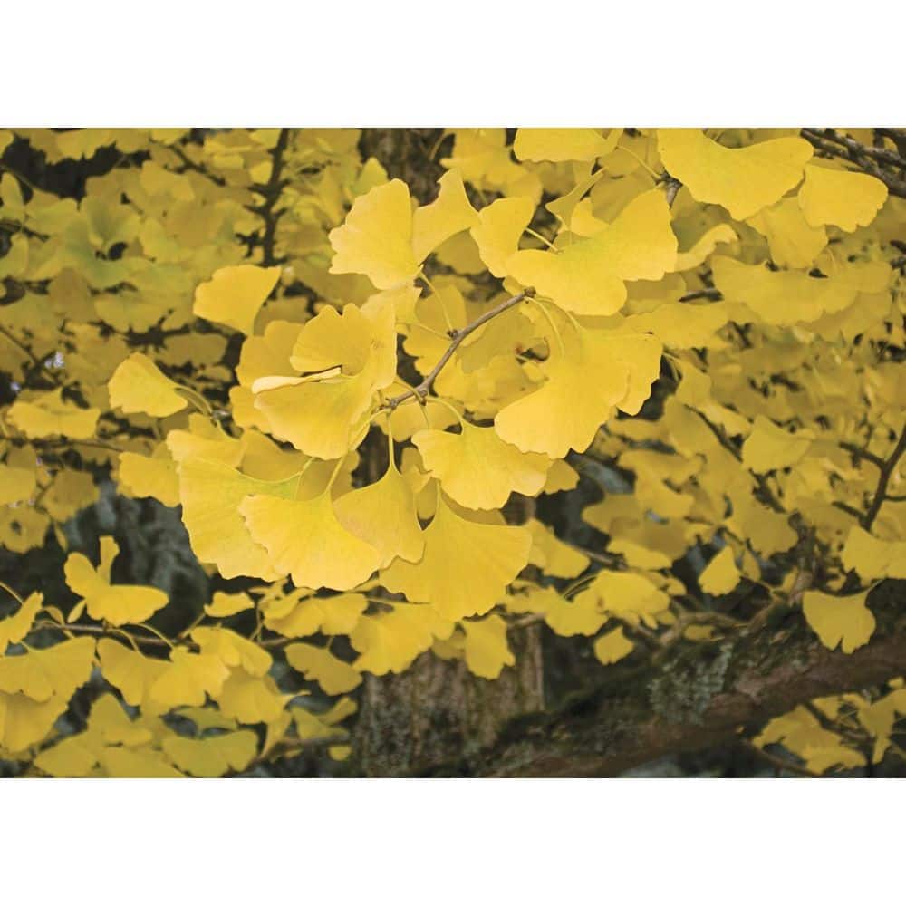 DIRECT GARDENING Autumn Gold Gingko Dormant Bare Root Ornamental ...