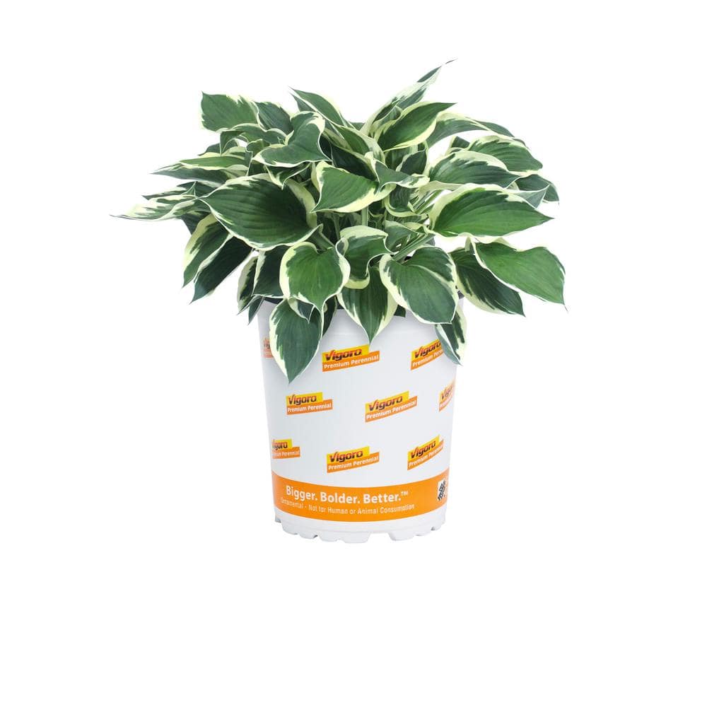 Metrolina Greenhouses 1-qt. Vigoro Variegated Brim Cup Hosta Perennial ...