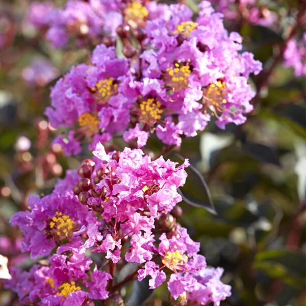 Black Diamond 1 Gal. Lavender Lace Crape Myrtle Tree-CRMBLL01G - The ...
