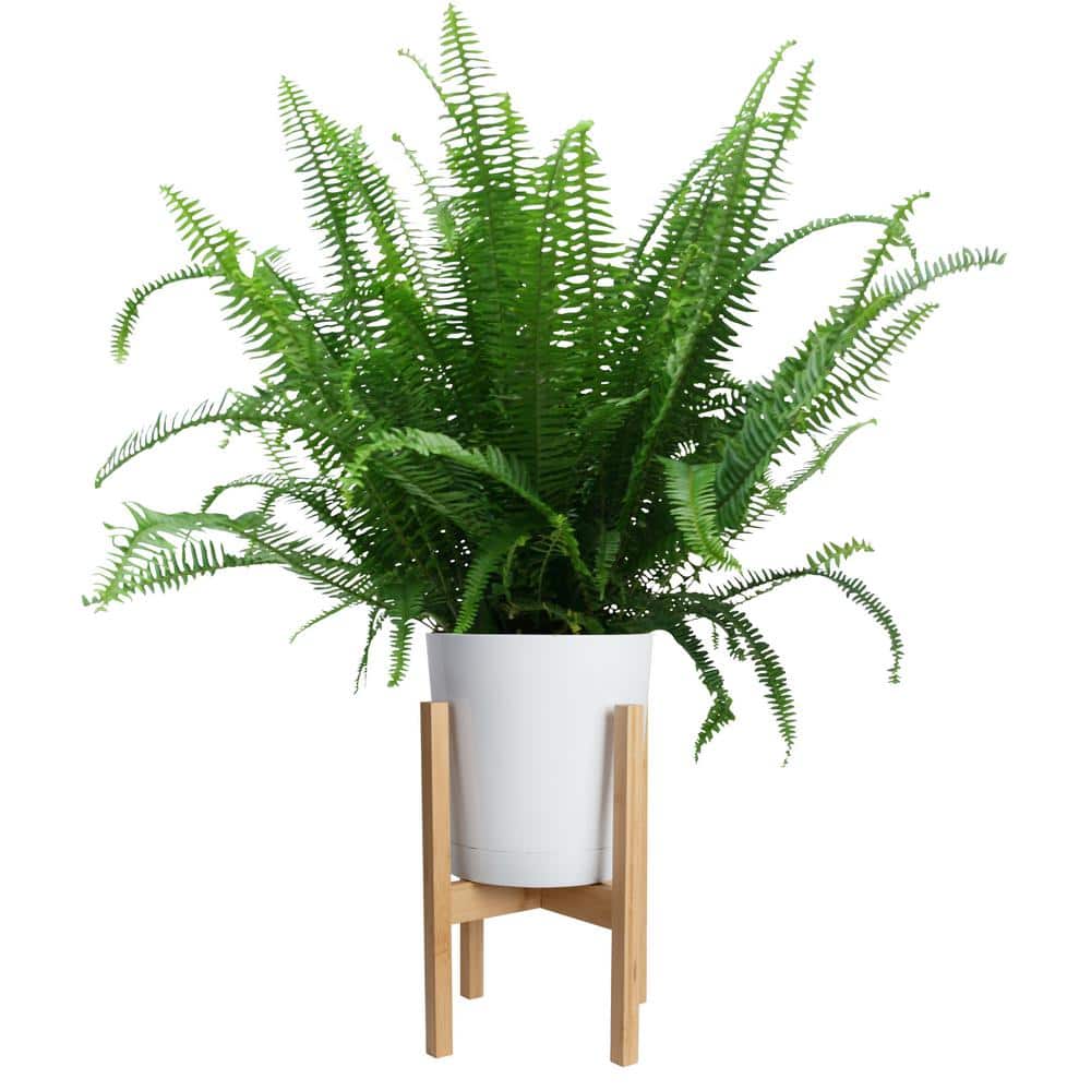 Reviews for Costa Farms Kimberly Queen Fern Indoor Planter in 9.25 ...