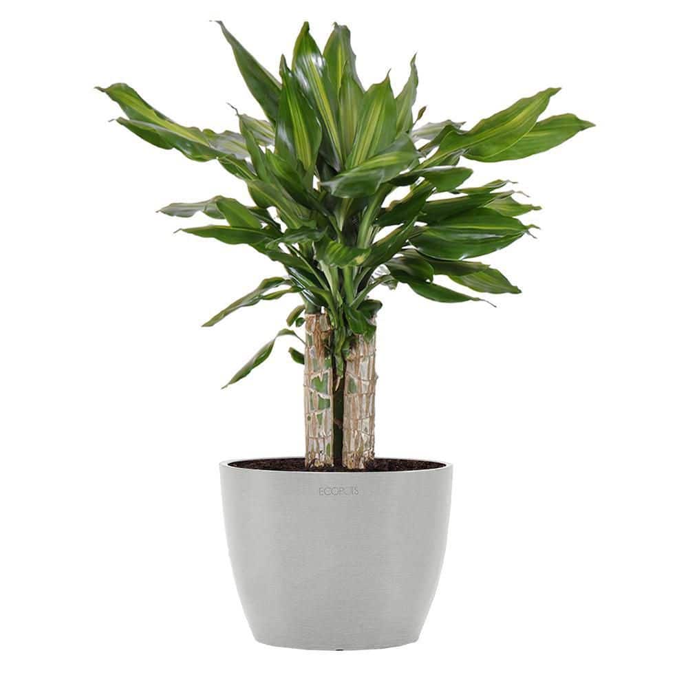United Nursery Dracaena Sol Dragon Tree Live Plant in 6 inch Premium ...