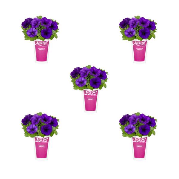 EASY WAVE 1.5 pt. Blue Easy Wave Petunia Annual Plant with Purple ...