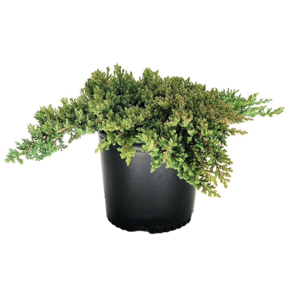 1.5 gal. Juniper Procumbens 'Nana' (Juniperus procumbens 'Nana ...