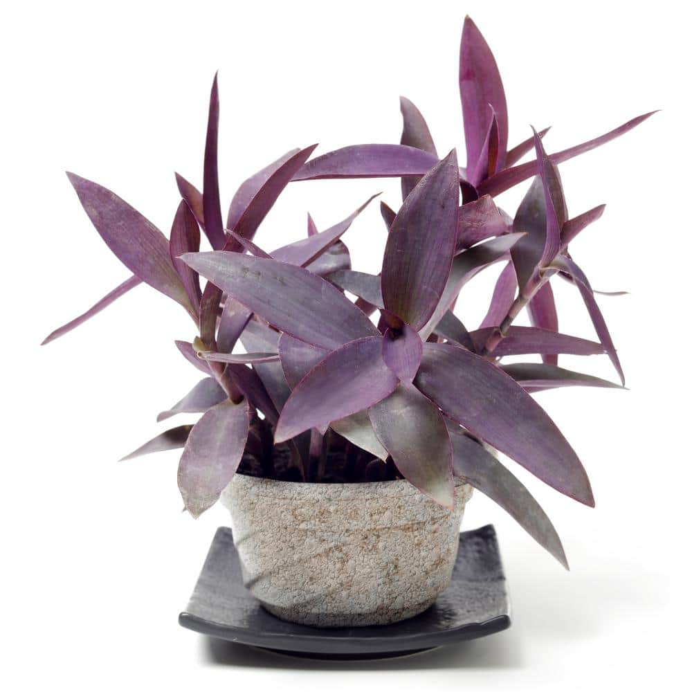 national PLANT NETWORK Purple Inch Plant (Tradescantia) in 4 in. Grower ...