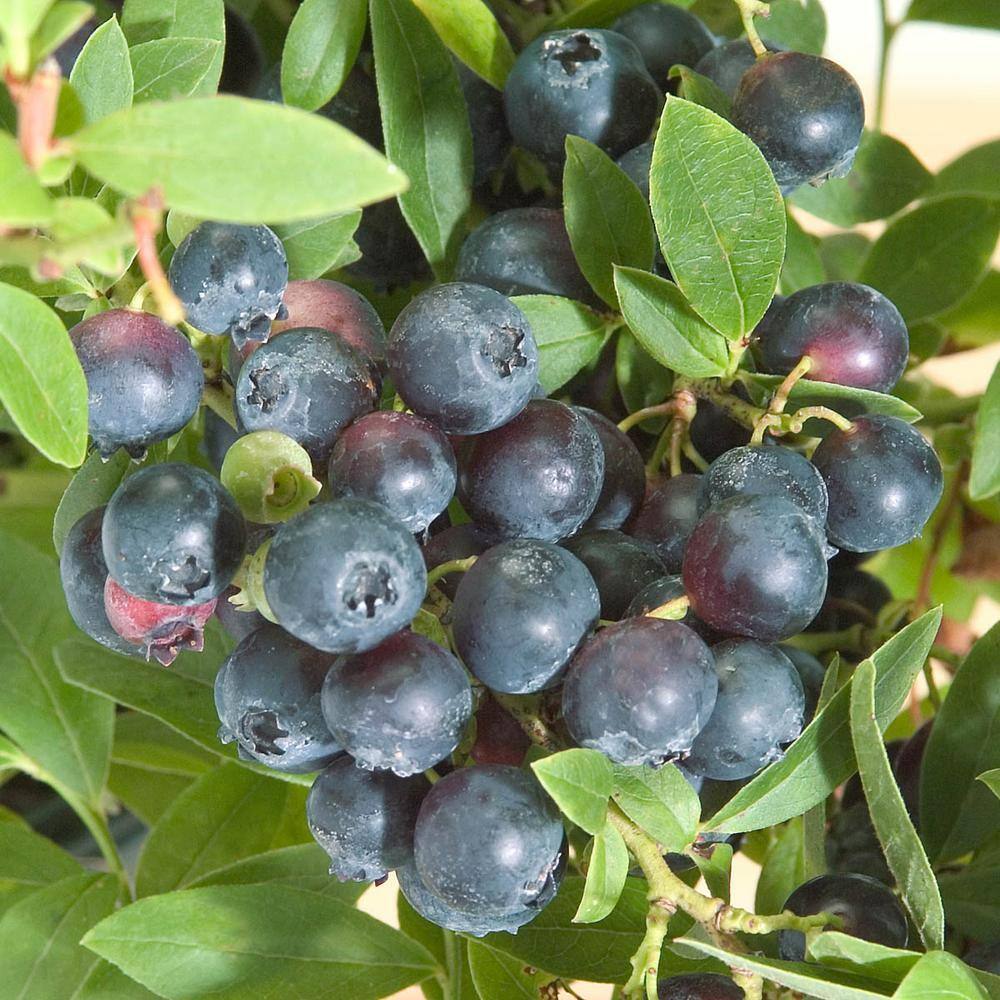 DIRECT GARDENING Northsky Blueberry Dormant Bare Root Fruiting Starter ...