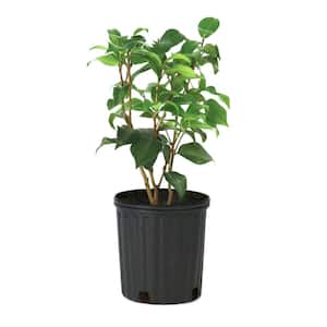 national PLANT NETWORK 1 gal. Camellia Japonica Sadaharu Oh Shrub ...