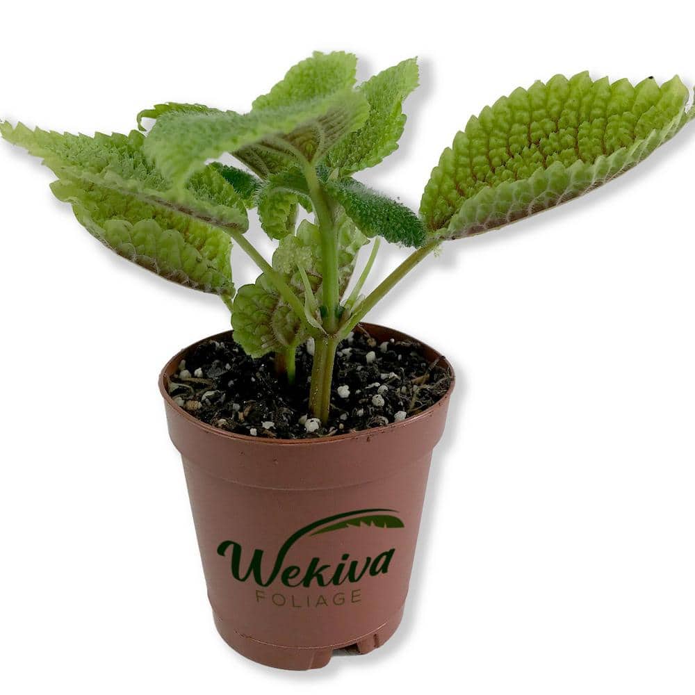 Wekiva Foliage 2 in. Moonvalley Friendship Plant - Live Starter Plant ...