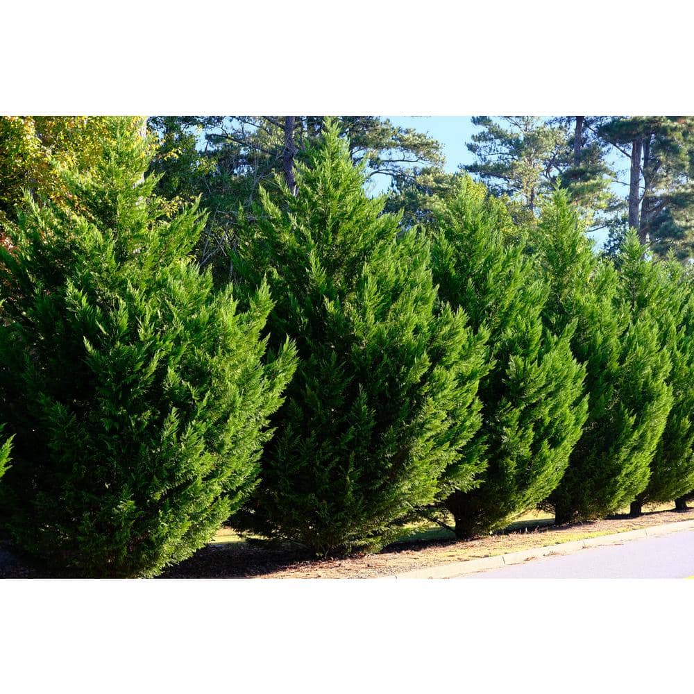 BELL NURSERY 5 Gal. Leyland Cypress Live Evergreen Tree with Green ...