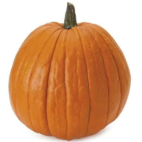 Home Accents Holiday Adult Skeleton Dean Mask 25SV25014 - The Home Depot