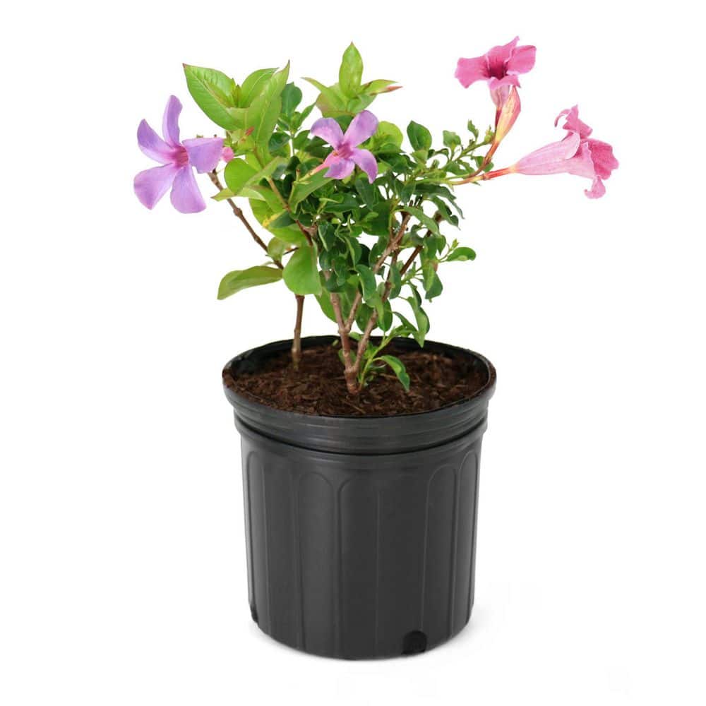 national PLANT NETWORK 1 gal. 2-in-1 Mandevilla Vine Gender Reveal ...