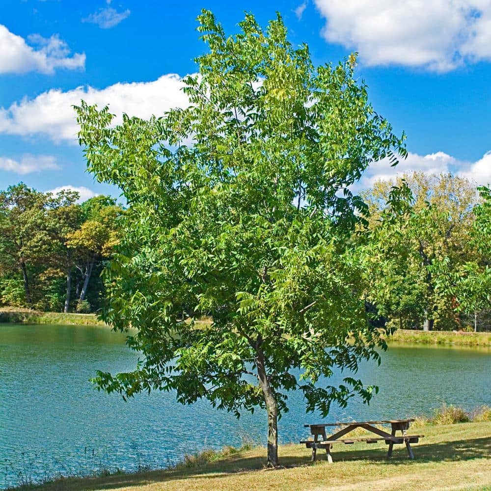 Gurney's Shellbark Hickory Dormant Bare Root Nut Bearing Starter Tree ...