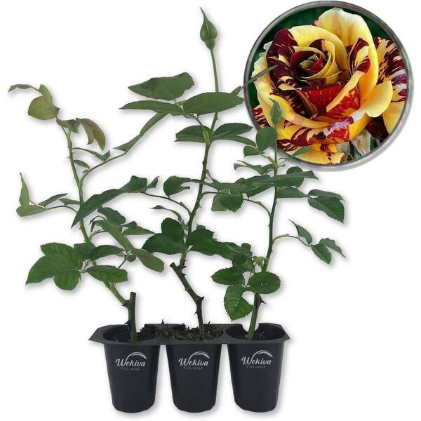 Wekiva Foliage Simsalabim Rose Bush-2 Live Starter Plants in 2 in ...