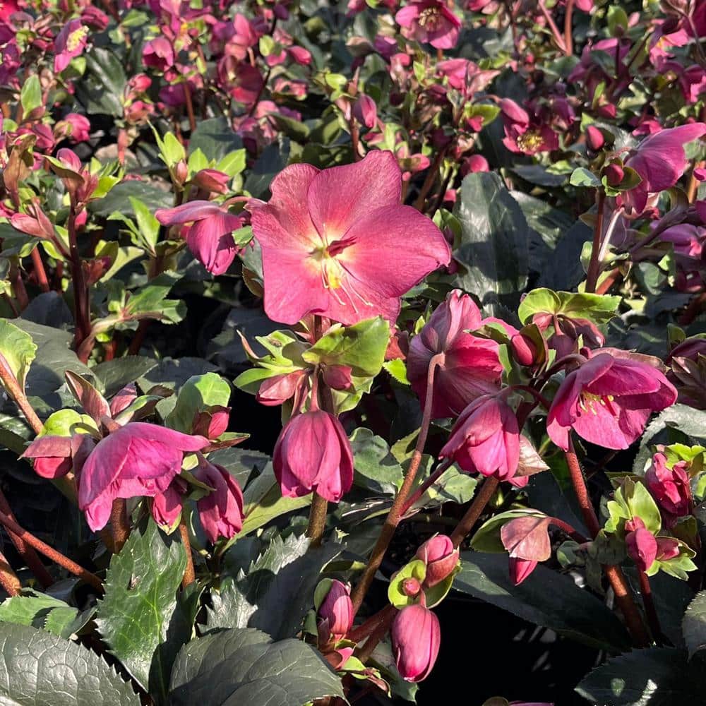 Alder & Oak #2 Container Hellebore 'Ice N Roses Nightingale' Plant ...