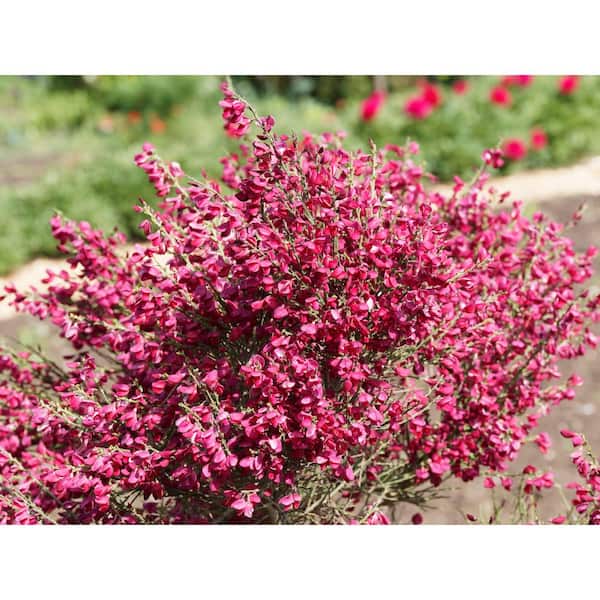 Pink Scotch Broom