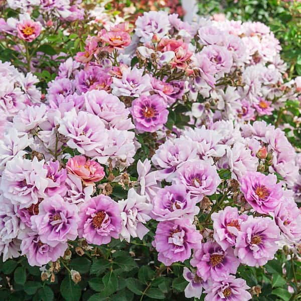DIRECT GARDENING Easy On The Eyes Shrub Rose, Dormant Bare Root Plant ...