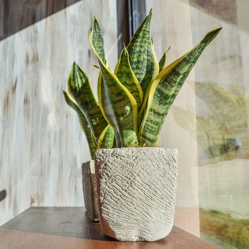 national PLANT NETWORK 6 in. Sansevieria Laurentii Superba Plant in ...