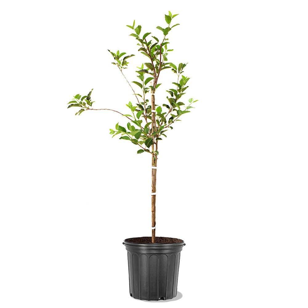 5 gal. Semi-Dwarf Deciduous Newton Pippin Apple Tree (Malus Domestica ...