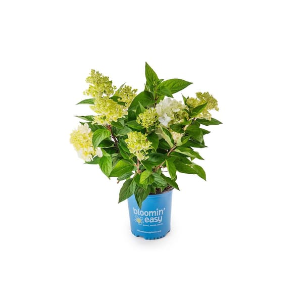 BLOOMIN' EASY 1 Gal. Toy Soldier Oakleaf Hydrangea (Quercifolia) Live ...