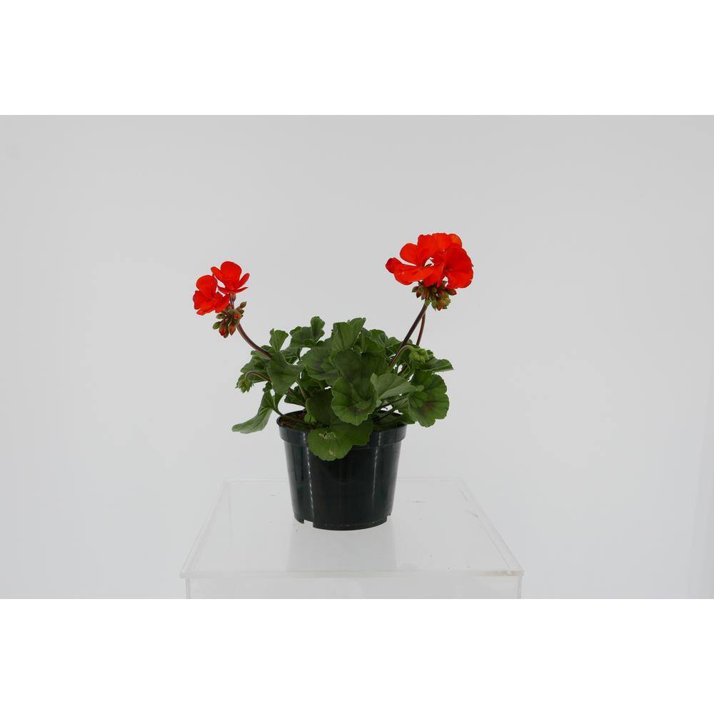 1.0 qt. Annual Geranium Zonal Orange (2-Pack) 1565 - The Home Depot