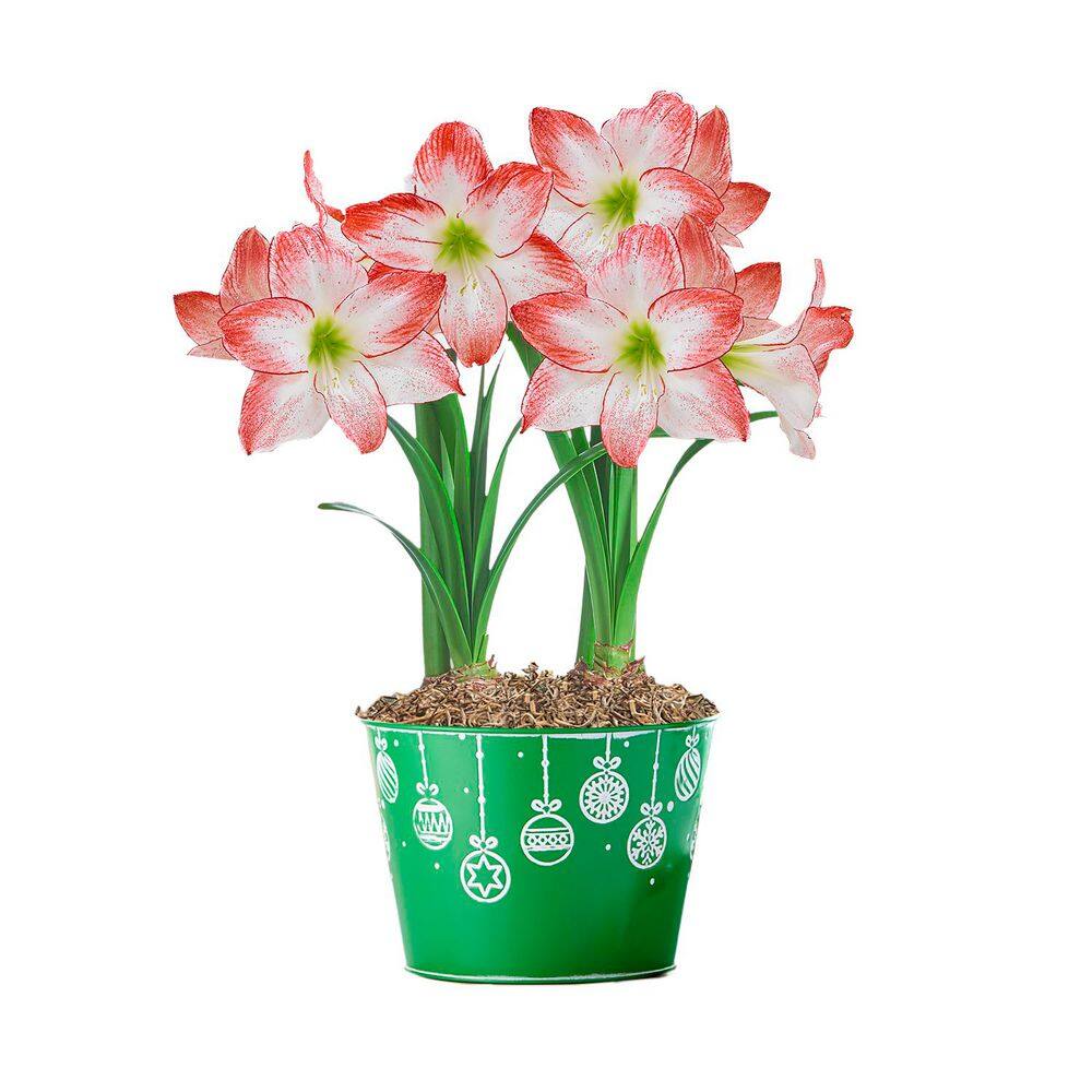 DIRECT GARDENING Spotlight Flowering Amaryllis 2-Bulb Holiday Gift Kit ...