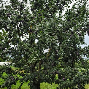 5 Gal. Black Ruby Plum Tree PLUBLR05G - The Home Depot