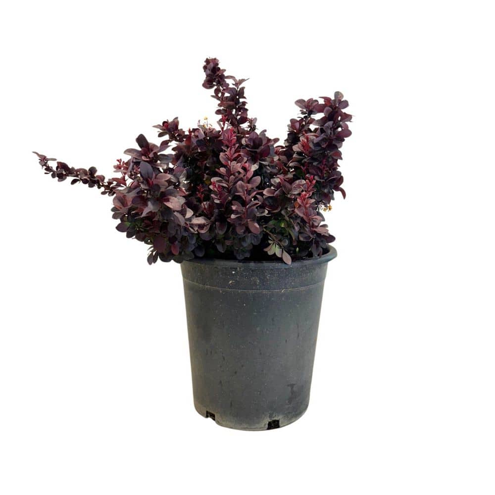 Alder & Oak #5 Container Berberis t Concorde' Shrub plant (2-Pack ...