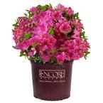 national PLANT NETWORK 2.25 Gal. Azalea Amagasa Flowering Shrub with ...