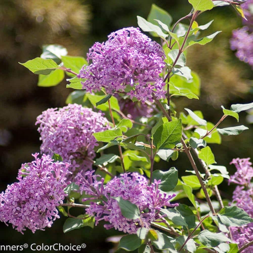 PROVEN WINNERS 2 Gal. Bloomerang Dark Purple Reblooming Lilac (Syringa ...