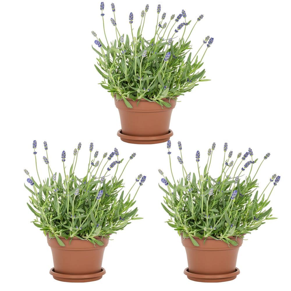 Burpee 1.75 qt. Lavender Blue Spear in Decorative Planter Perennial ...