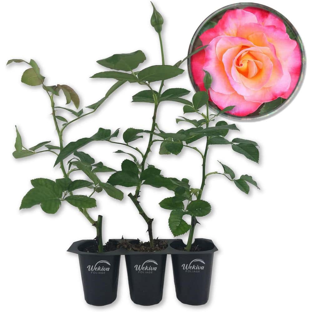 Wekiva Foliage Granada Rose Bush- 3 Live Starter Plants in 2 in. Pots ...