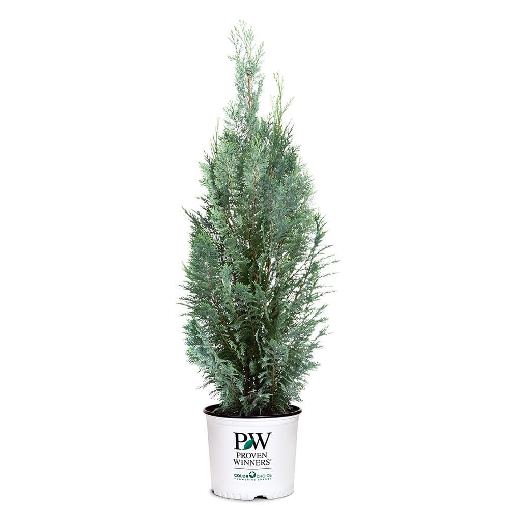 PROVEN WINNERS 2 Gal. Pinpoint Blue Cypress Shrub with Blue Foliage ...